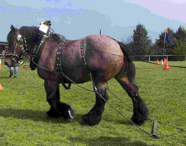 Cavalli da tiro pesante o leggero: Tpr italiano e le razze equine da lavoro