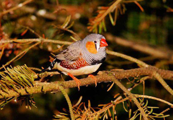 Animali da compagnia: specie, caratteristiche, consigli, elenco.