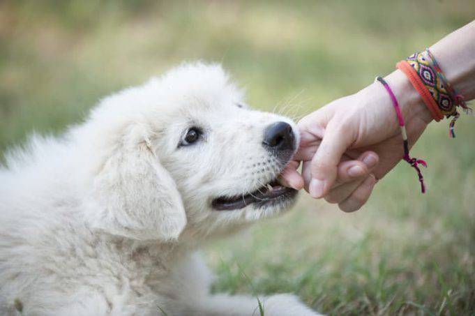 Cane che morde: cosa dice la legge e quali sono i reati