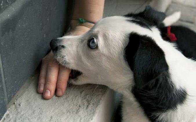 Cane che morde: cosa dice la legge e quali sono i reati