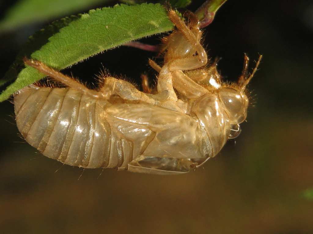 Vertebrati e invertebrati: come riconoscere gli animali