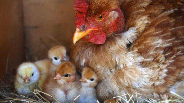 Cosa mangiano i pulcini? Scopriamo di quali alimenti si nutrono