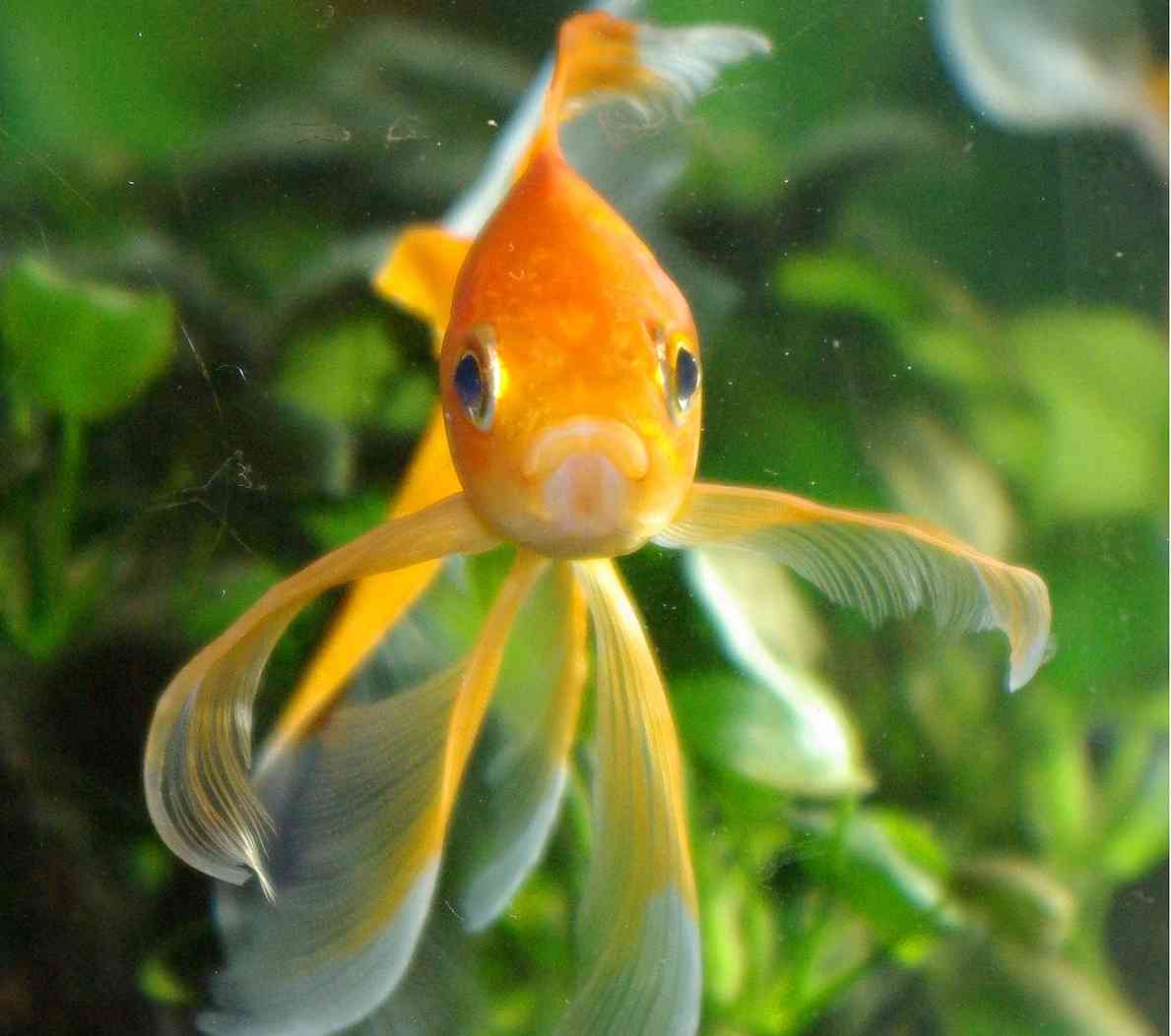 Vertebrati e invertebrati: come riconoscere gli animali