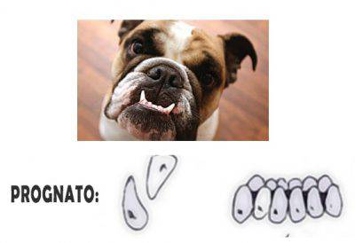 La dentatura del cane: la sua conformazione e malformazioni