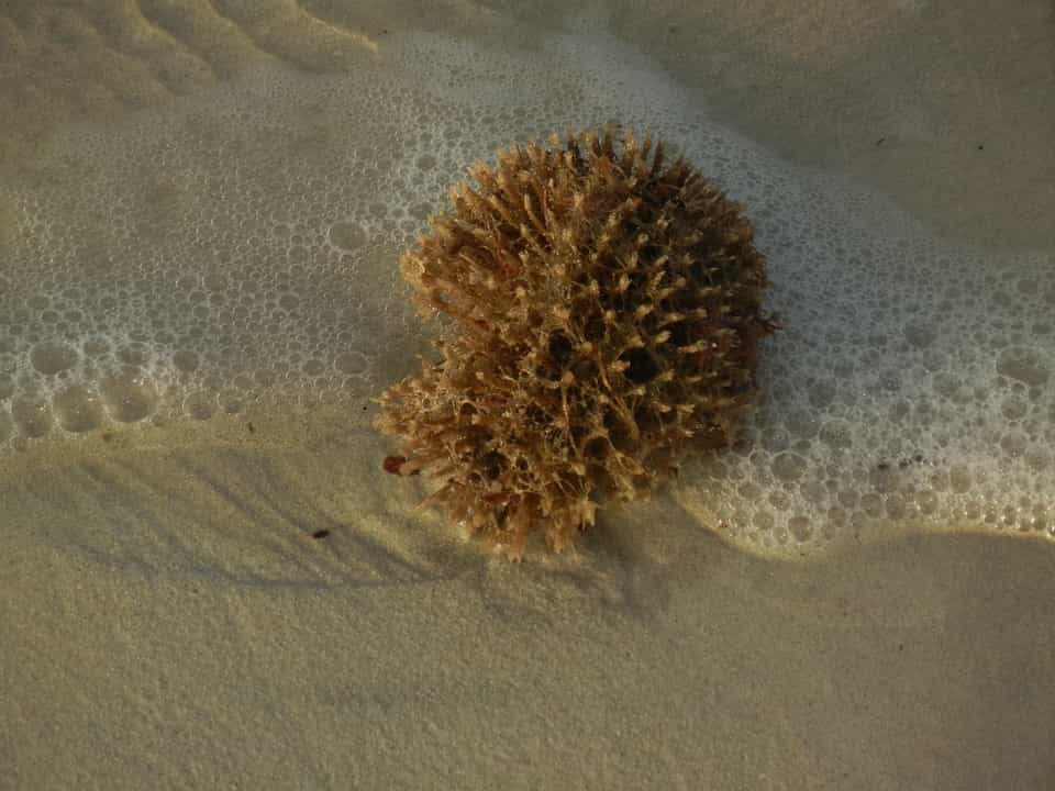 Animali marini: specie, caratteristiche, curiosità e elenco