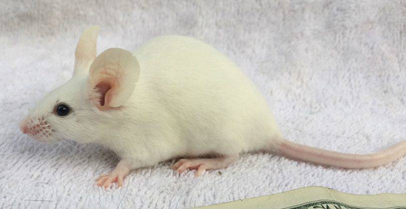 Topolini domestici: quali sono e come distinguerli da quelli selvatici