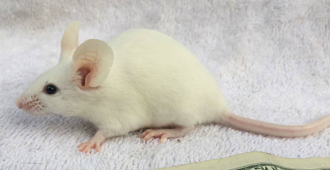 Topolini domestici: quali sono e come distinguerli da quelli selvatici