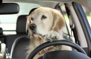 Viaggiare con il cane: ecco cosa devi sapere prima di partire