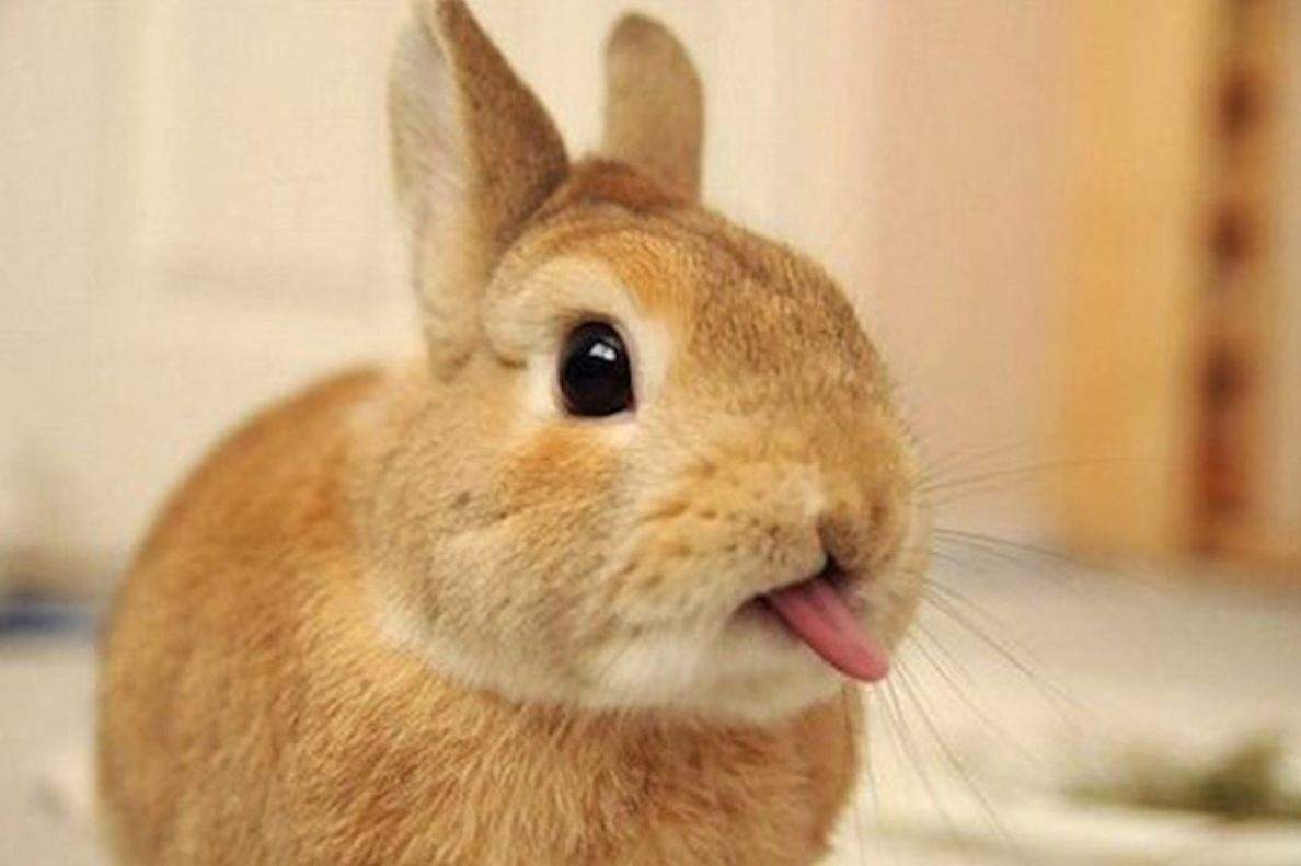 Il coniglio nano ha il raffreddore: le probabili cause e come curarlo