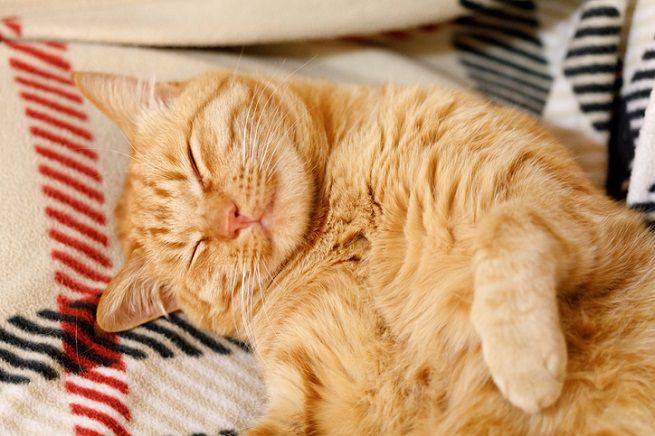Il gatto ha crisi di epilessia: come riconoscerle e i rimedi per superarle