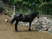 Cavalli miniatura: alla scoperta della varietà delle razze pony