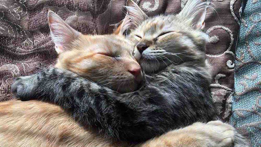 Il miagolio del gatto: le sue caratteristiche e come interpretarlo