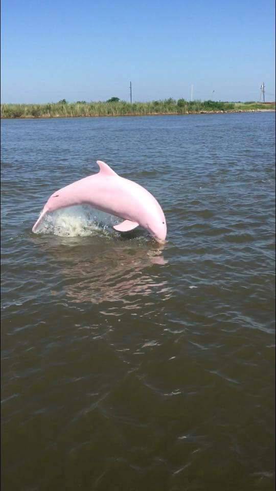 Delfino rosa rarissimo partorisce un cucciolo dello stesso colore