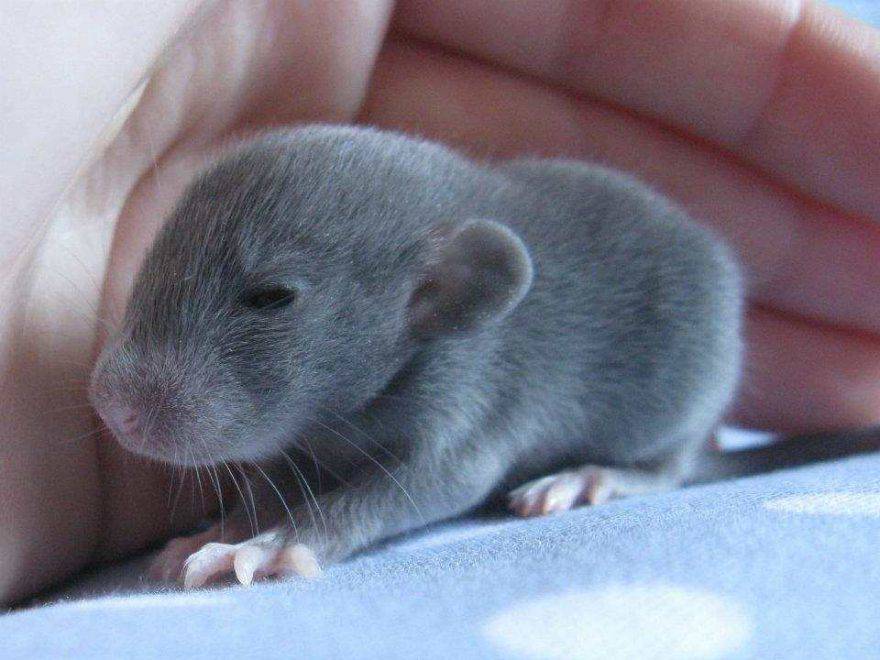 Topolini domestici: quali sono e come distinguerli da quelli selvatici