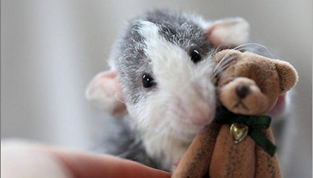 Topolini domestici: quali sono e come distinguerli da quelli selvatici