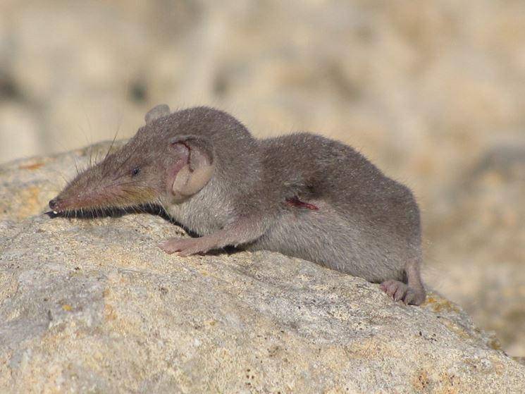 Topolini domestici: quali sono e come distinguerli da quelli selvatici