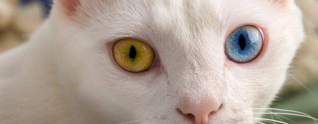 Occhi del gatto: tutte le malattie più frequenti che colpiscono il suo ...