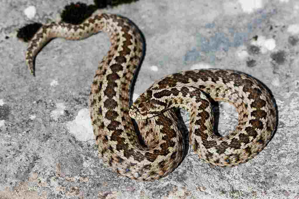 Diverse specie di Vipere in Italia: riconoscerle dagli altri serpenti
