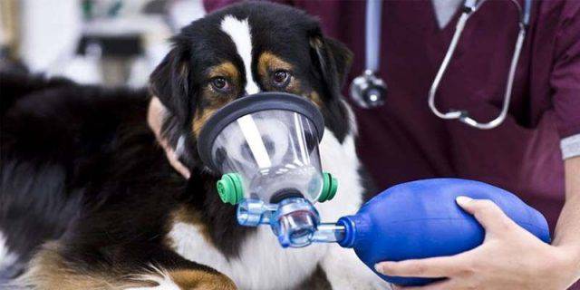 Le patologie respiratorie del cane e gli organi dell'apparato respiratorio