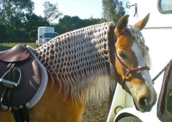 Come curare la criniera del cavallo e le diverse pettinature