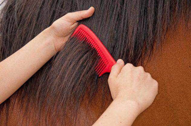 Come curare la criniera del cavallo e le diverse pettinature