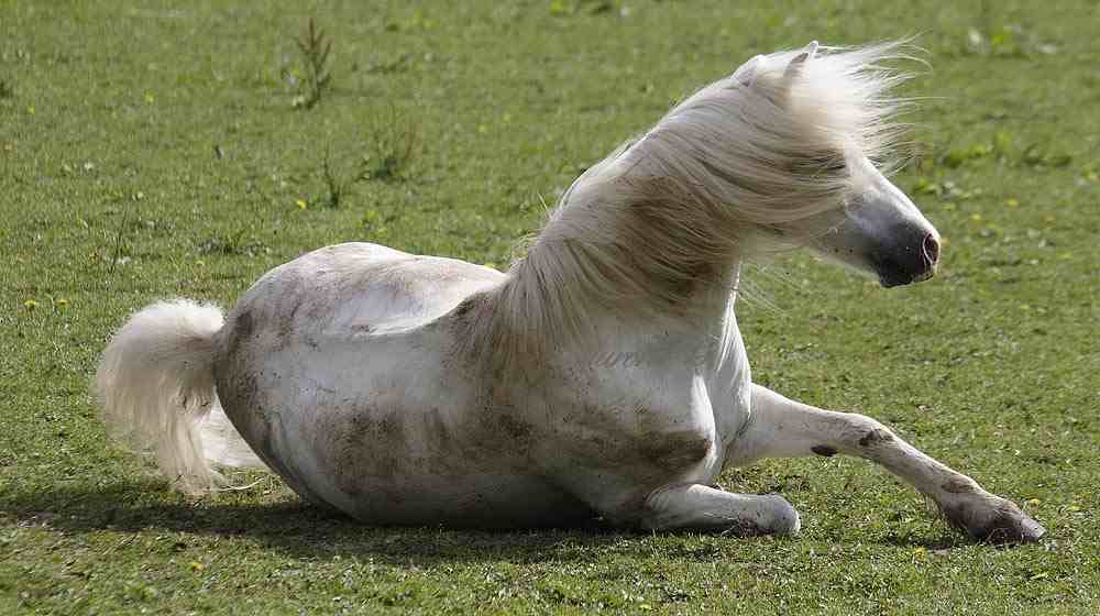 Come curare la criniera del cavallo e le diverse pettinature