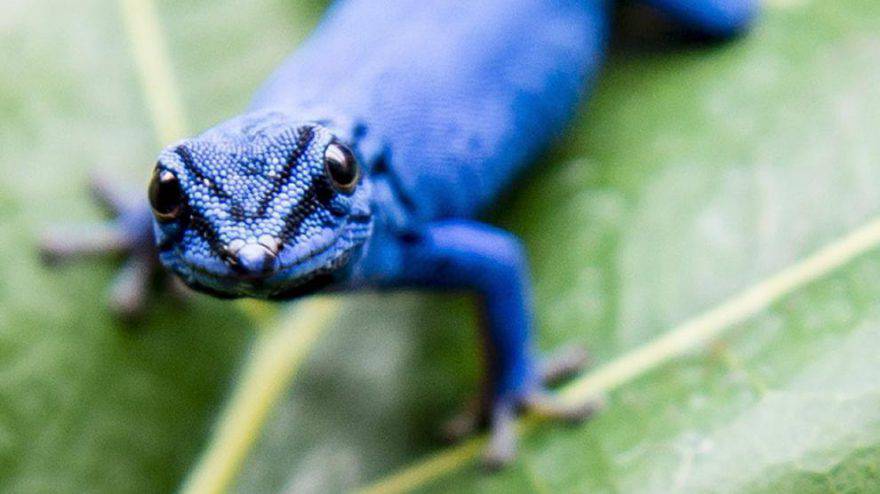 I gechi: le abitudini, le caratteristiche per distinguerli e come ...