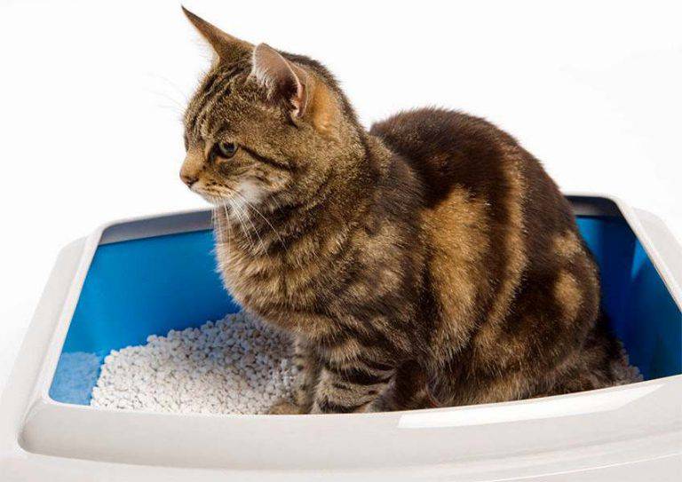 Il gatto mangia la sua cacca: cause e rimedi della coprofagia