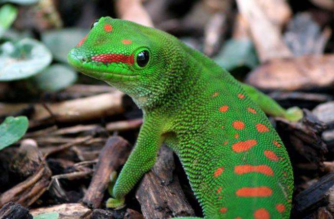 I gechi: le abitudini, le caratteristiche per distinguerli e come ...