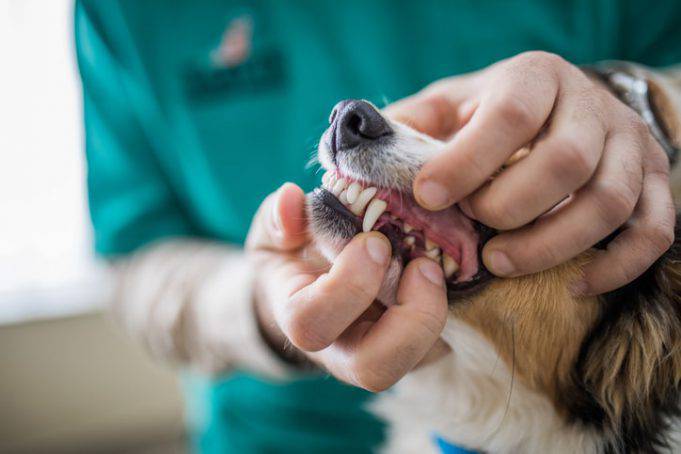 Tumori della bocca nel cane: tipologie, sintomi e trattamento