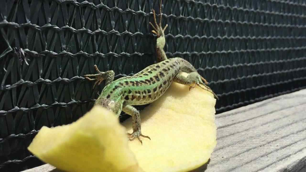 Lucertole: tutte le curiosità sul rettile più bizzarro della natura