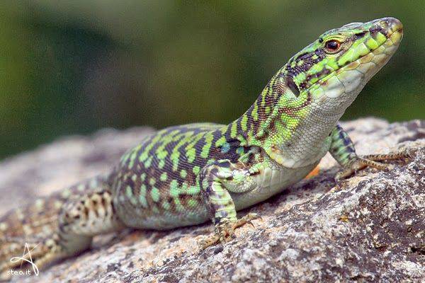 Lucertole: tutte le curiosità sul rettile più bizzarro della natura