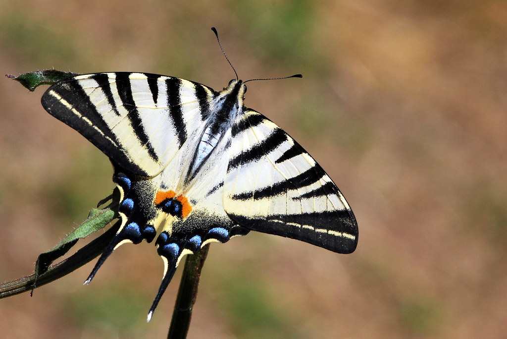 Farfalle italiane più famose: nomi, caratteristiche e ciclo vitale