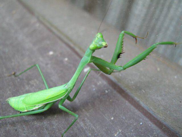 Mantide religiosa: caratteristiche, accoppiamento, rischi per l'essere ...