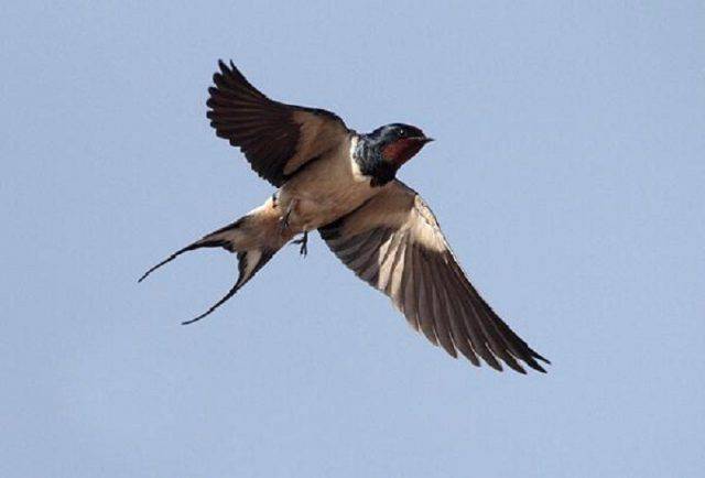 La rondine: simbologia, storie e leggende sul volatile e il suo tatuaggio