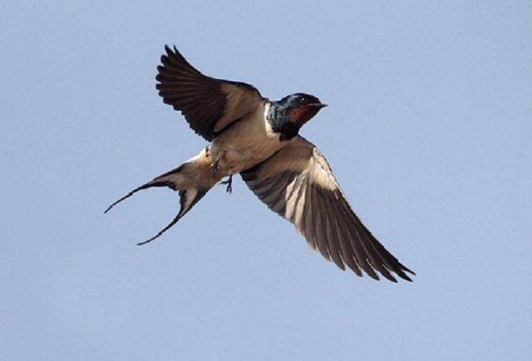 La rondine: simbologia, storie e leggende sul volatile e il suo tatuaggio