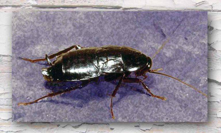 Scarafaggi: le varietà più comuni, caratteristiche e come eliminarli