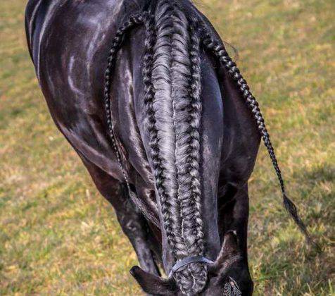 Come curare la criniera del cavallo e le diverse pettinature