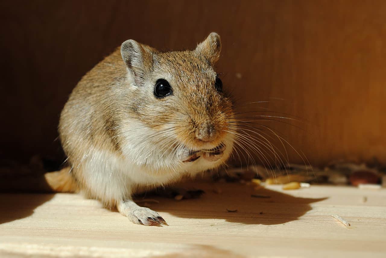 il-gerbillo-come-animale-domestico-tutto-ci-che-devi-sapere