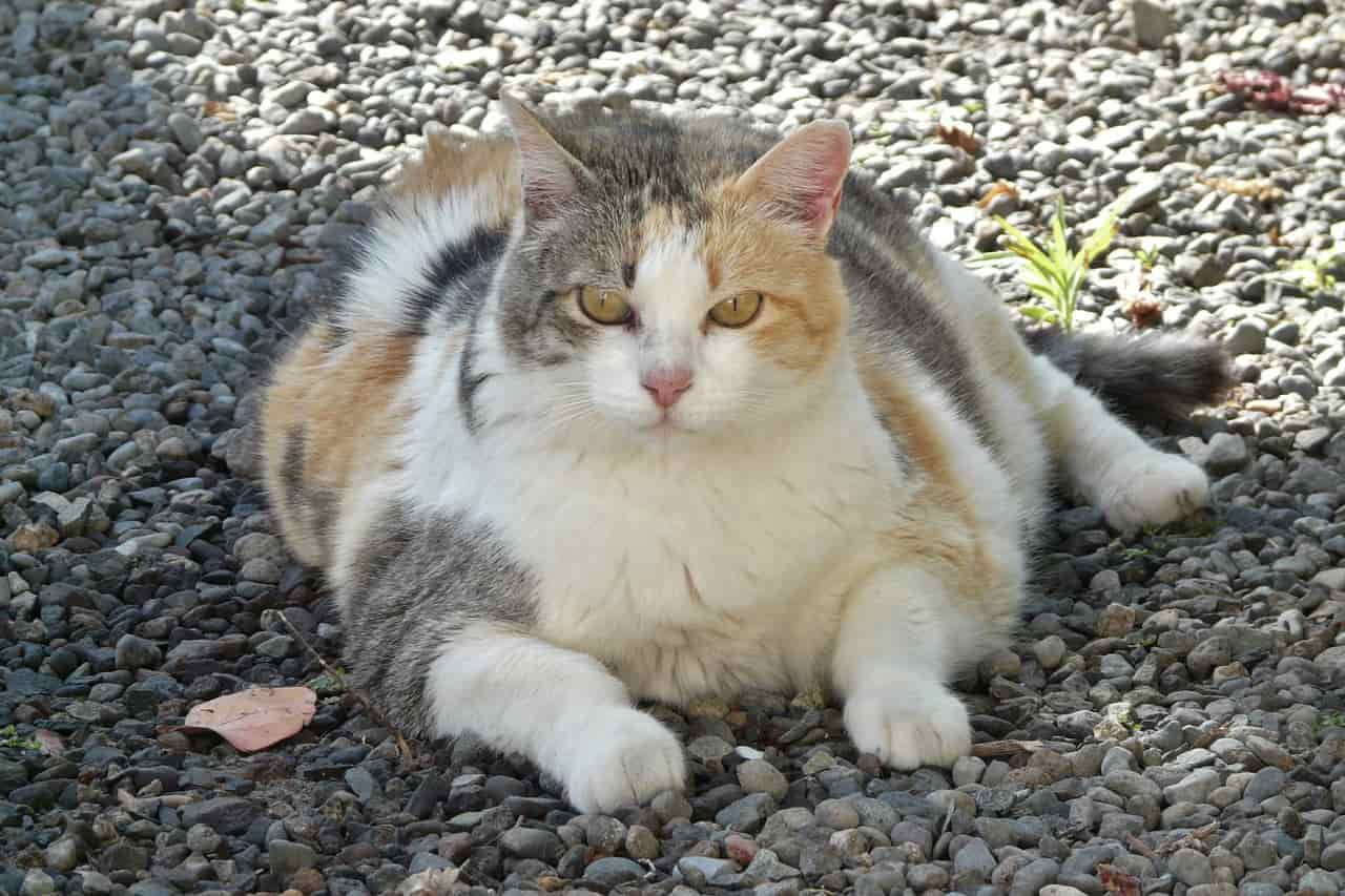Obesità nel gatto: i rischi, le cause e i sintomi da non sottovalutare