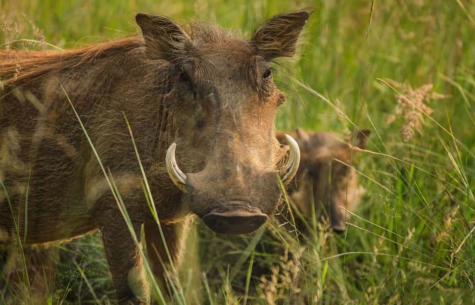 Animali della savana, elenco e caratteristiche dal Re Leone