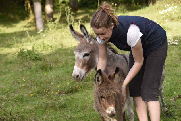 Asino come animale da compagnia: carattere, alimentazione, cura
