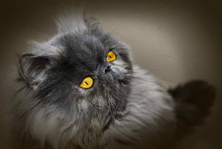 Gatto a pelo grigio: razze, carattere e curiosità - Amoreaquattrozampe.it