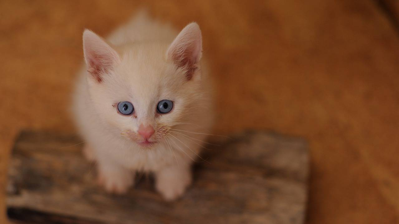 Le razze di gatto dal pelo bianco: caratteristiche e personalità