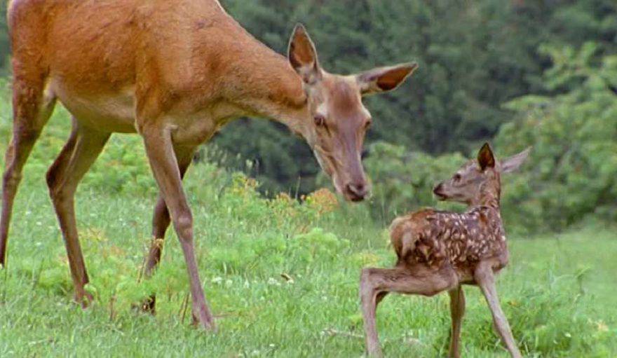 Anticipata la caccia al cervo: saraà strage di femmine con i cuccioli