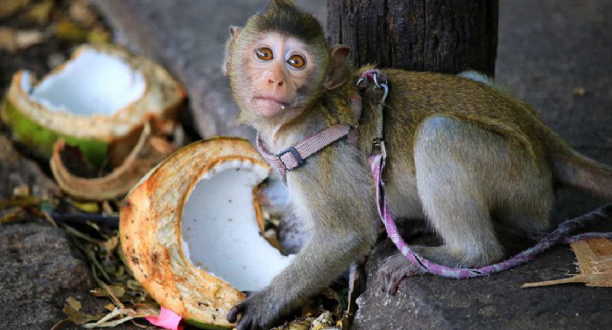 Noci di cocco raccolte dai macachi: il 99% della produzione in Thailandia