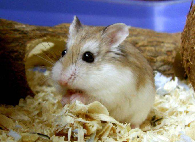 Tutte le specie dei criceti: quali sono le 5 razze in commercio