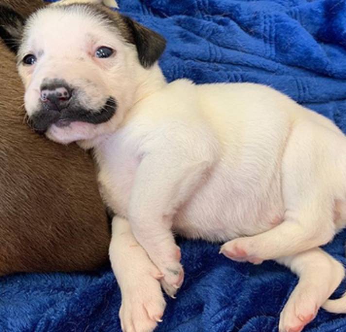 Cucciolo con i baffi di Dalì in canile conquista la rete