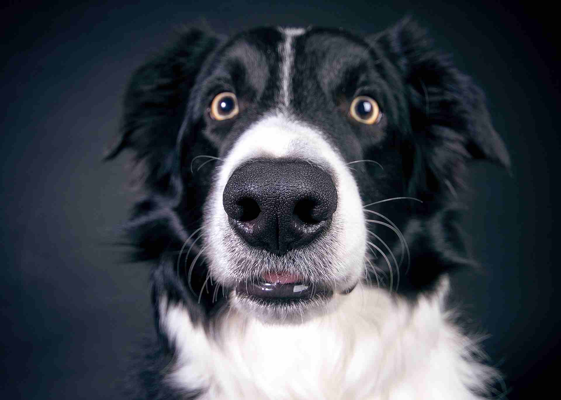 Feromoni per cani: cosa sono, a cosa servono e come si utilizzano