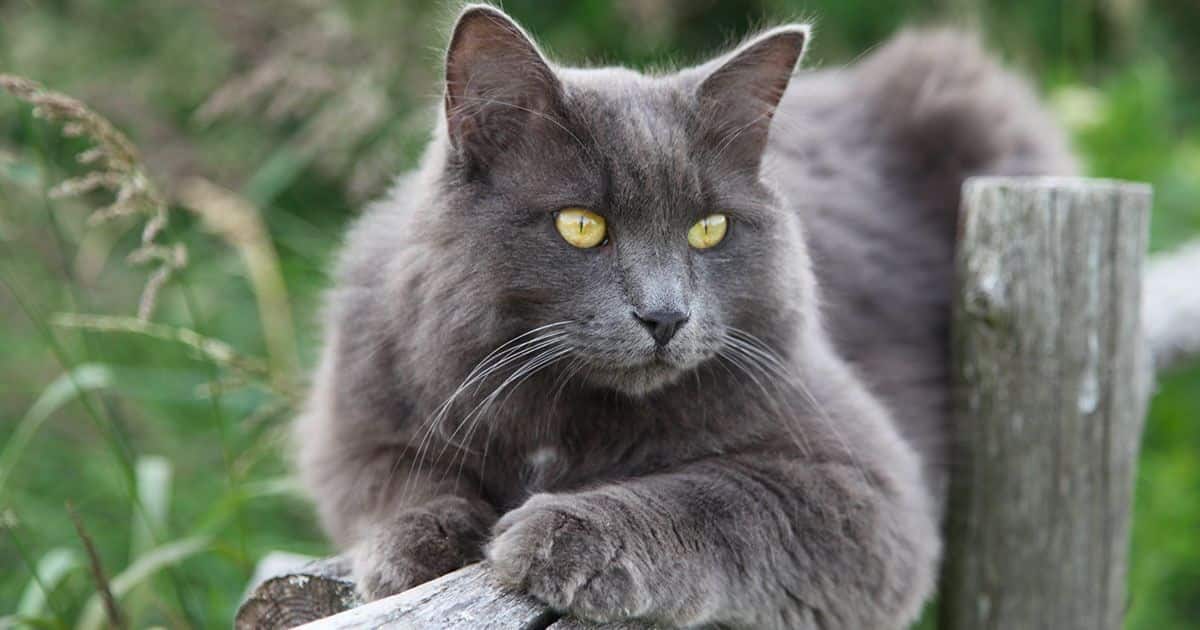 Gatto a pelo grigio: razze, carattere e curiosità - Amoreaquattrozampe.it
